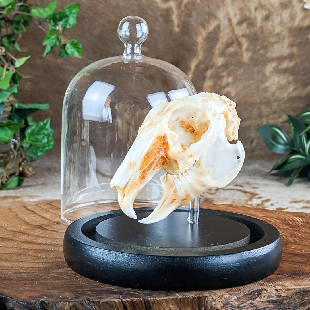 Rabbit Hare Head Skull Glass Dome Display Taxidermy Oddities ...