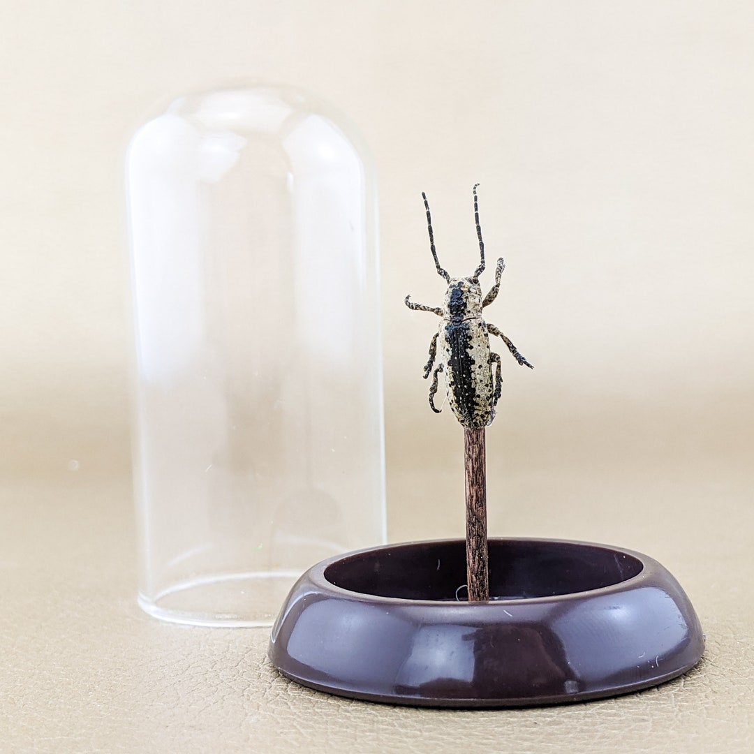 Long Horned Beetle Ceram Bycidae Glass Dome Display Collectible ...