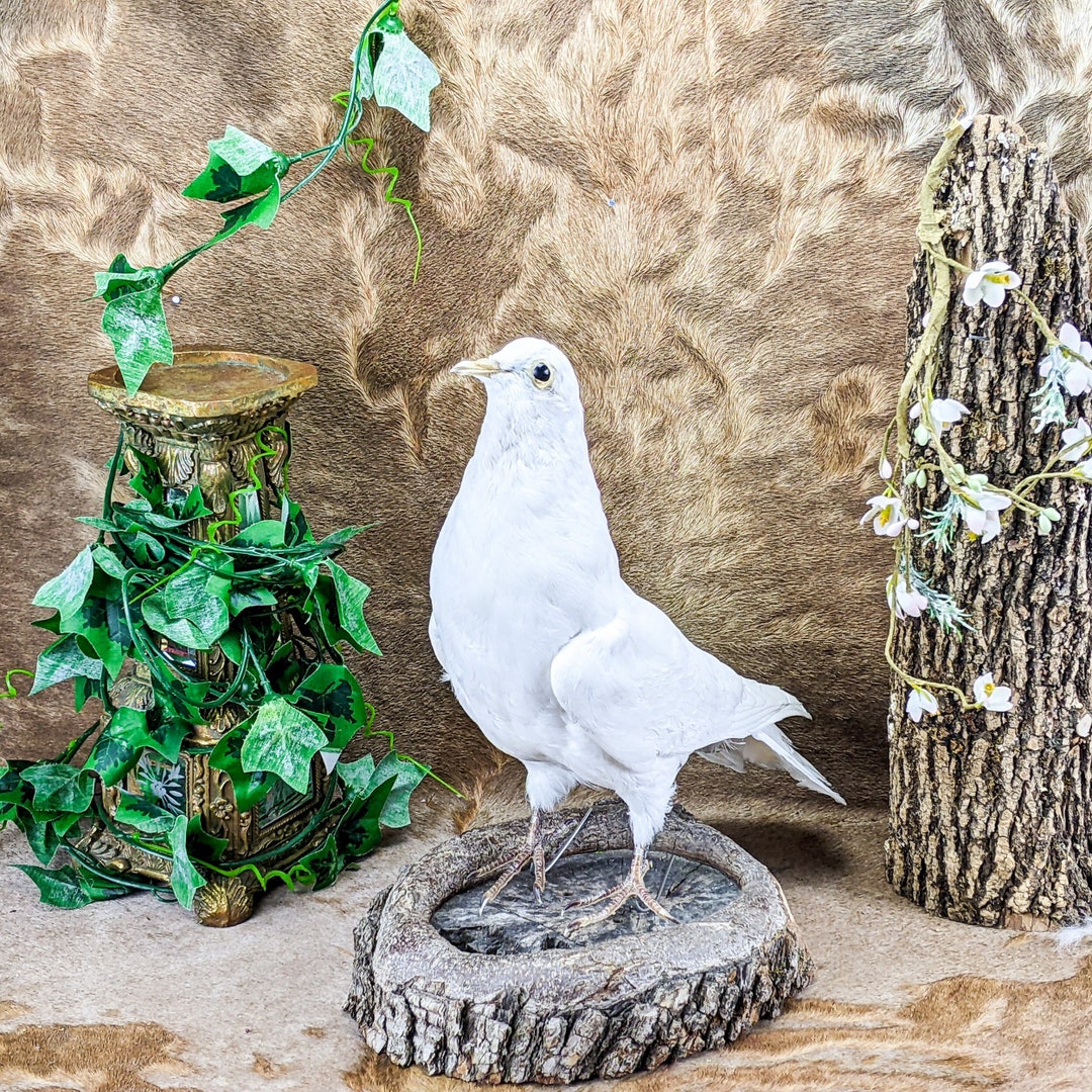 Rock Pigeon Bird C Livia Dove Taxidermy Oddities Curiosities ...
