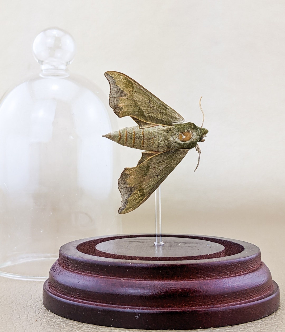 Virginia Creeper Sphinx Moth Glass Dome Display Entomology Taxidermy Oddities Curiosities ...