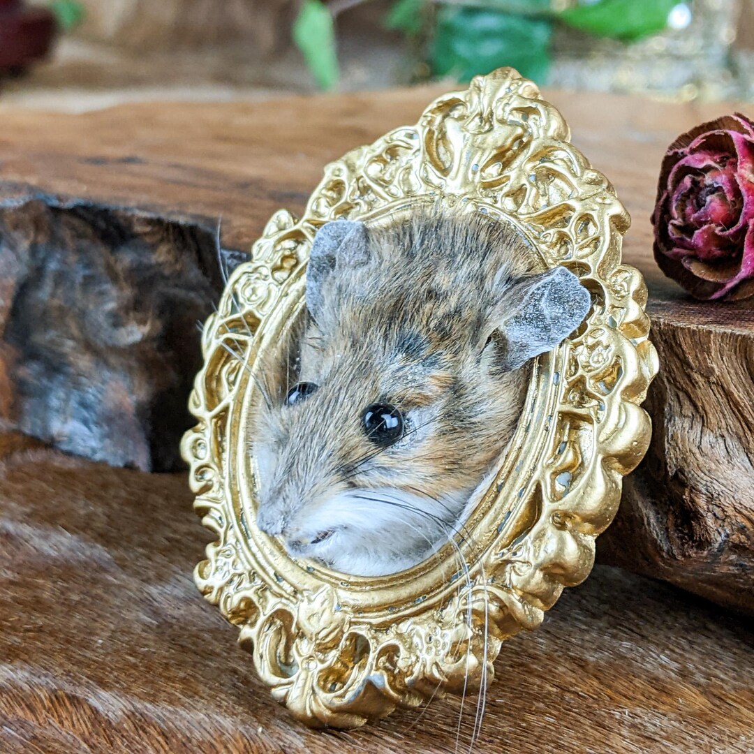 Mouse Head Mount Fridge Magnet Taxidermy Real Display Curiosities ...