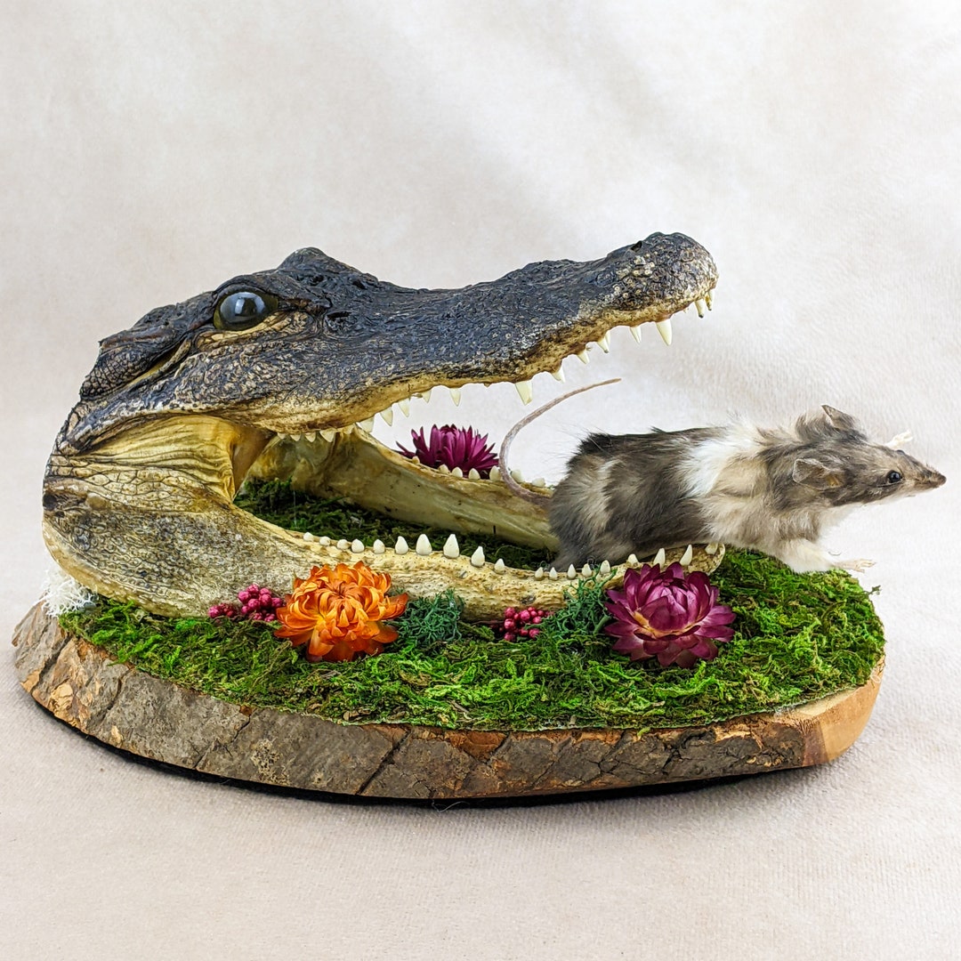 Alligator Head and Mouse Display Creepy Curiosities Oddities Taxidermy ...