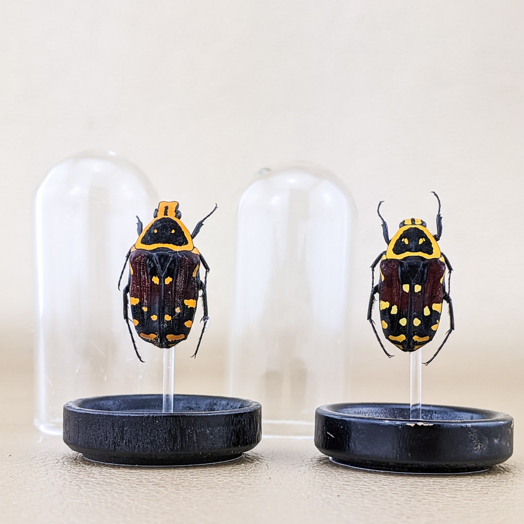 E3 EA Madagascar Beetle Glass Dome Entomology Taxidermy Oddities ...