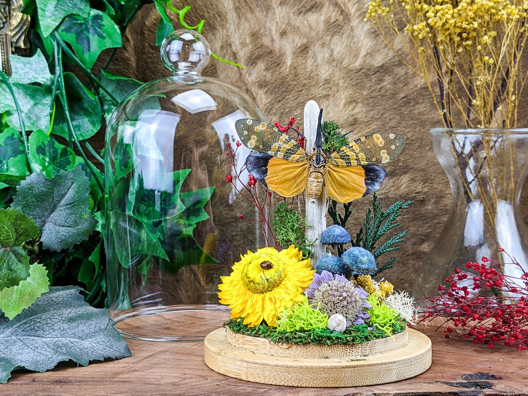 F31c Lanternfly Planthopper Dome Taxidermy Entomology Oddities - Etsy