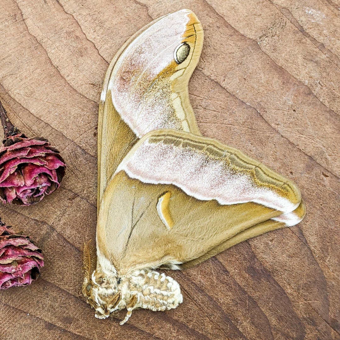 Samia Silk Moth Female Unspread Wings Closed Specimen Oddity Curiosity ...