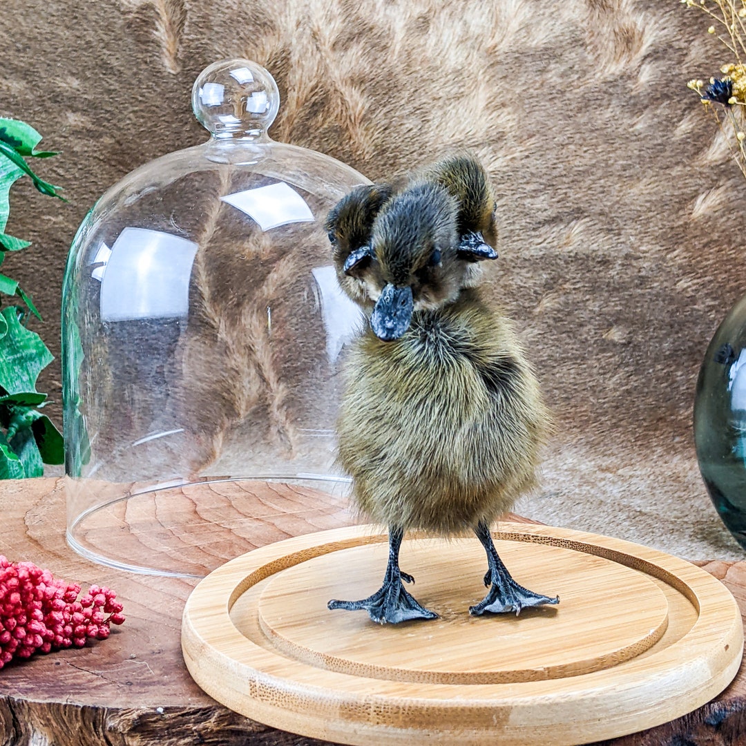3 Headed Duck Duckling Display Dome Taxidermy Oddities Curiosities Gaff ...