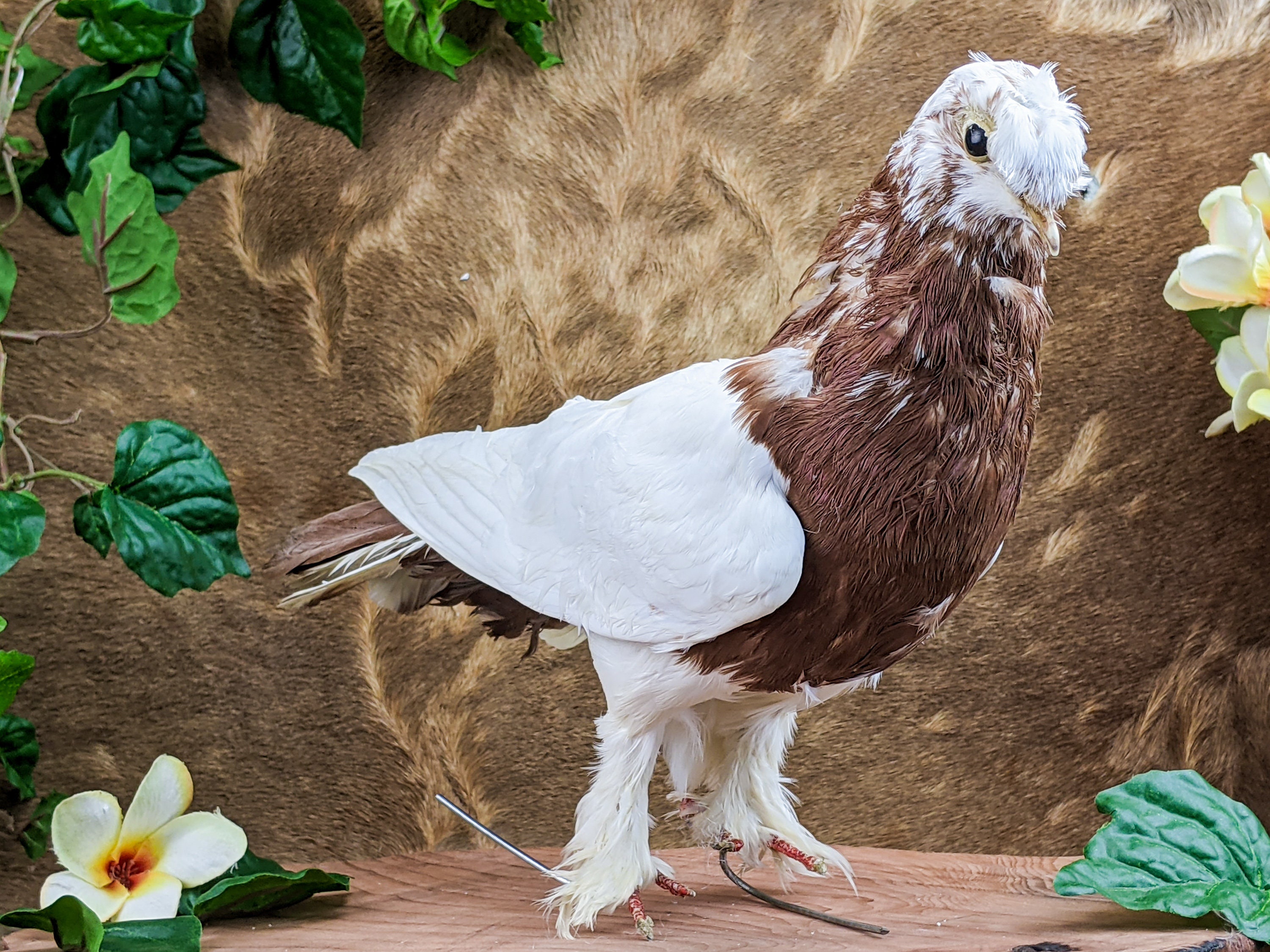 Home & Living W27i Taxidermy Oddities Curiosities Common Spinner Shark ...