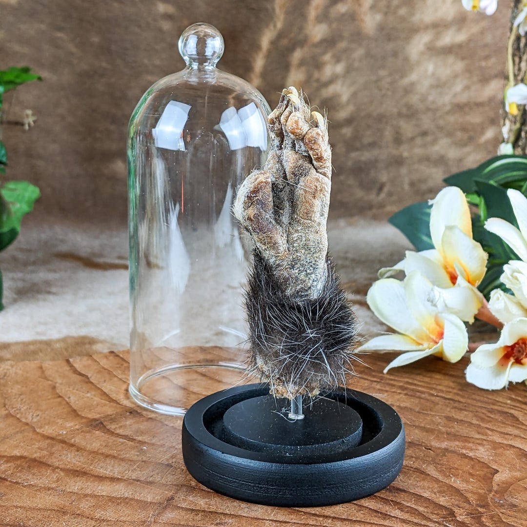 Opossum Foot Paw Waving Glass Dome Decor Taxidermy Oddities Curiosities ...