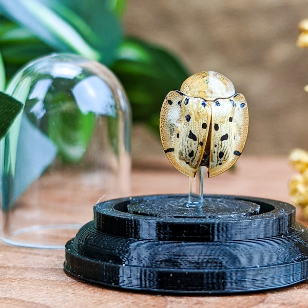 Beetle Specimens - Etsy