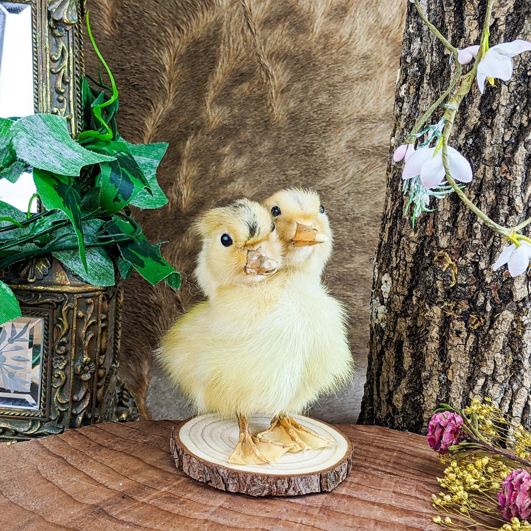 Two Headed Duck Duckling Standing on Wood Oddities Curiosities ...