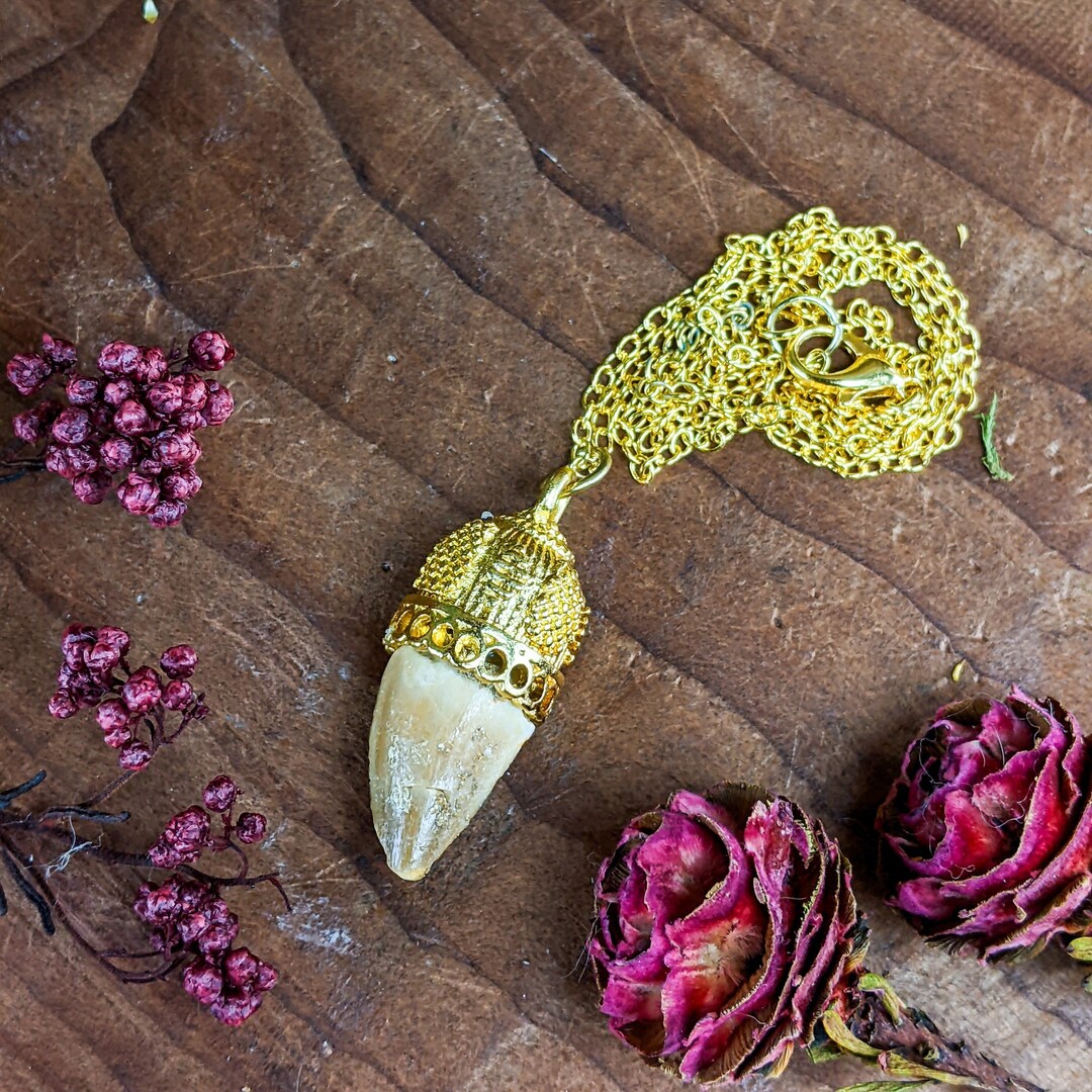 Dinosaur Tooth Necklace Real Mosasaur Fossil Dino Tooth Jewelry Oddity ...