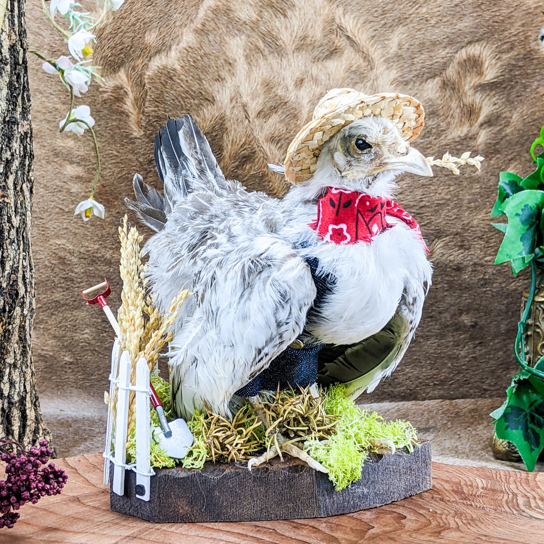 P55 Farmer Chicken Display Taxidermy Oddities Curiosities - Etsy