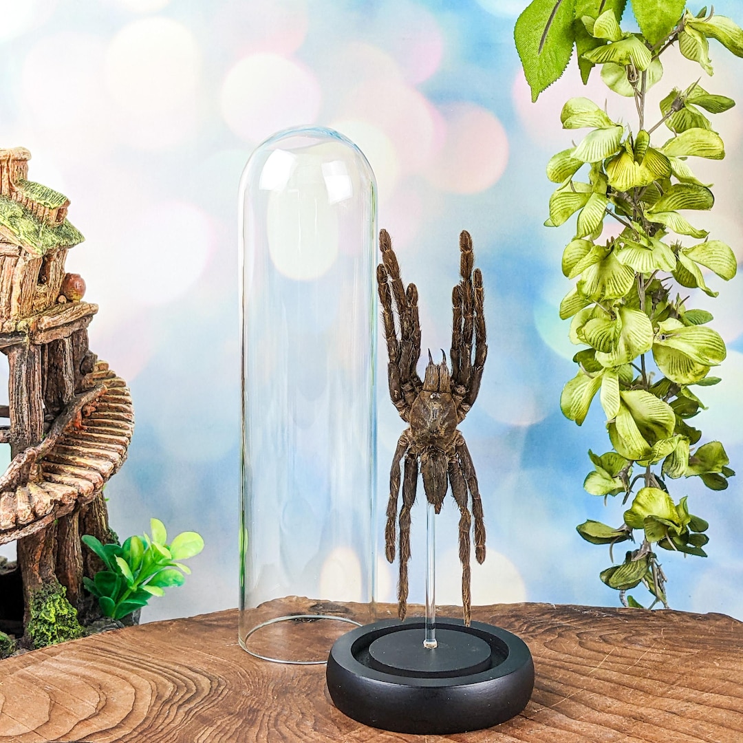 Bird Eating Tarantula Spider Glass Dome Display Taxidermy Entomology ...