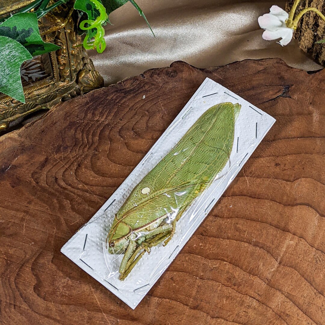 Katydid Giant Bush Cricket Rainforest Specimen Pseudophyllus Hercules ...