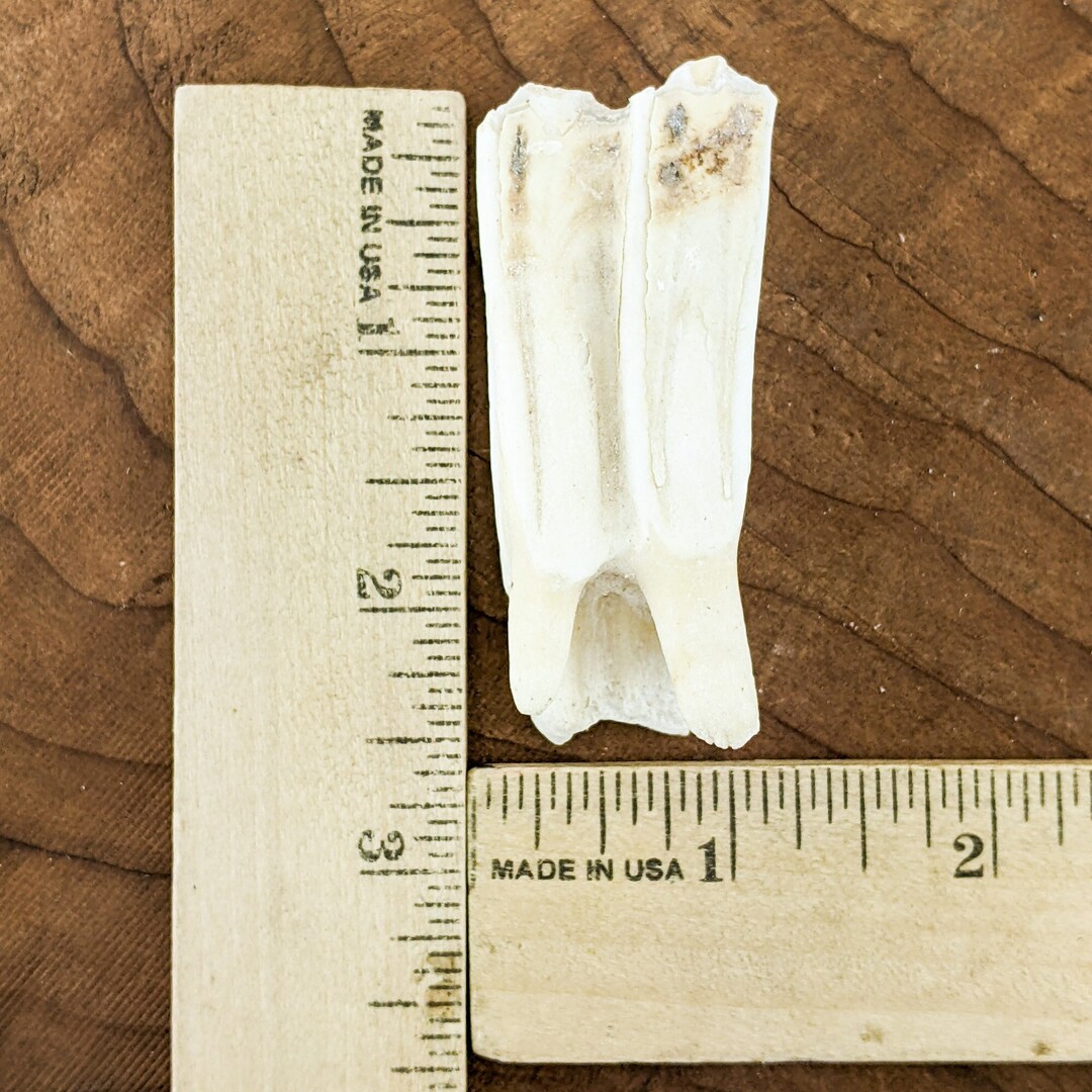 Fossil Bison Buffalos Tooth Large Oddities Curiosities Specimen ...