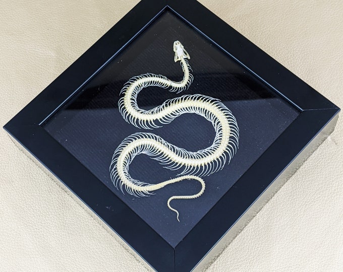 Q45f Taxidermy Keelback Snake Shadow Box Display Oddities - Etsy