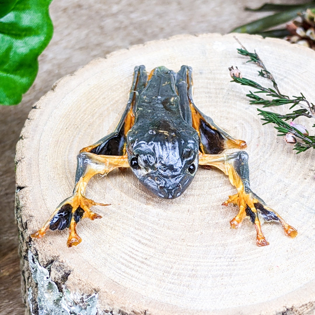 Frog Preserved Specimen Display Taxidermy Oddities Curiosities ...