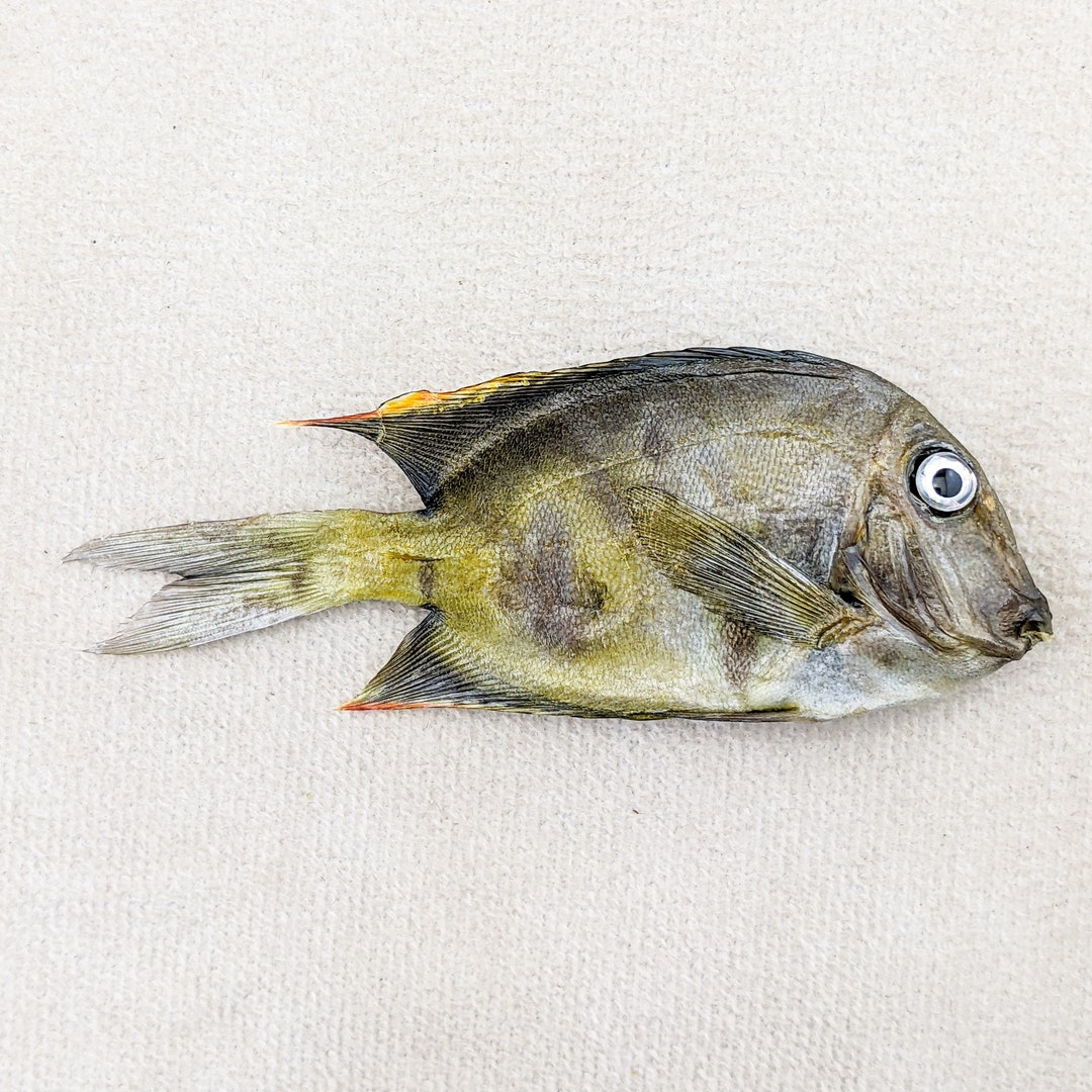 Fsh9 Tomini Tang Fish Specimen Taxidermy Oddity Collectible Education ...
