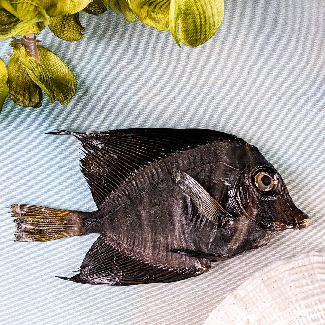 P15f Sailfin Tang Fish Taxidermy Oddities Curiosities Specimen Salt ...