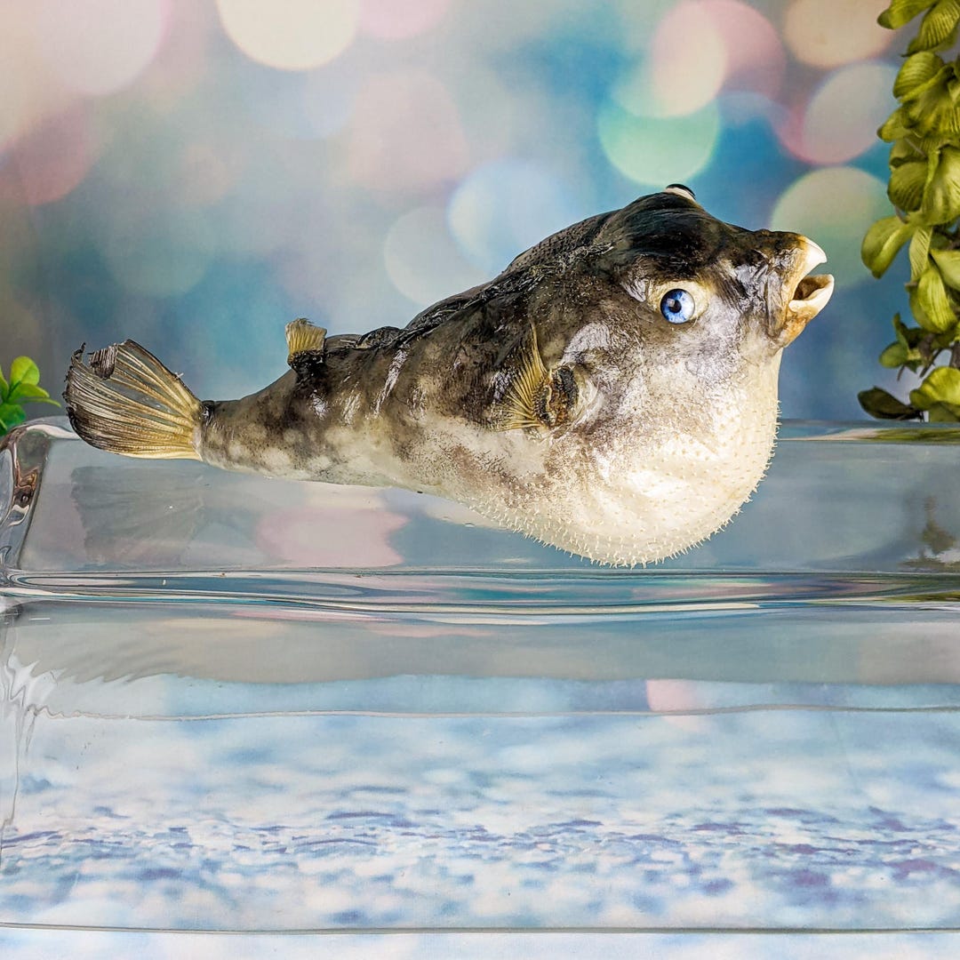 Parrot Puffer Fish 8 1/2" Specimen Taxidermy Oddity Collectible ...