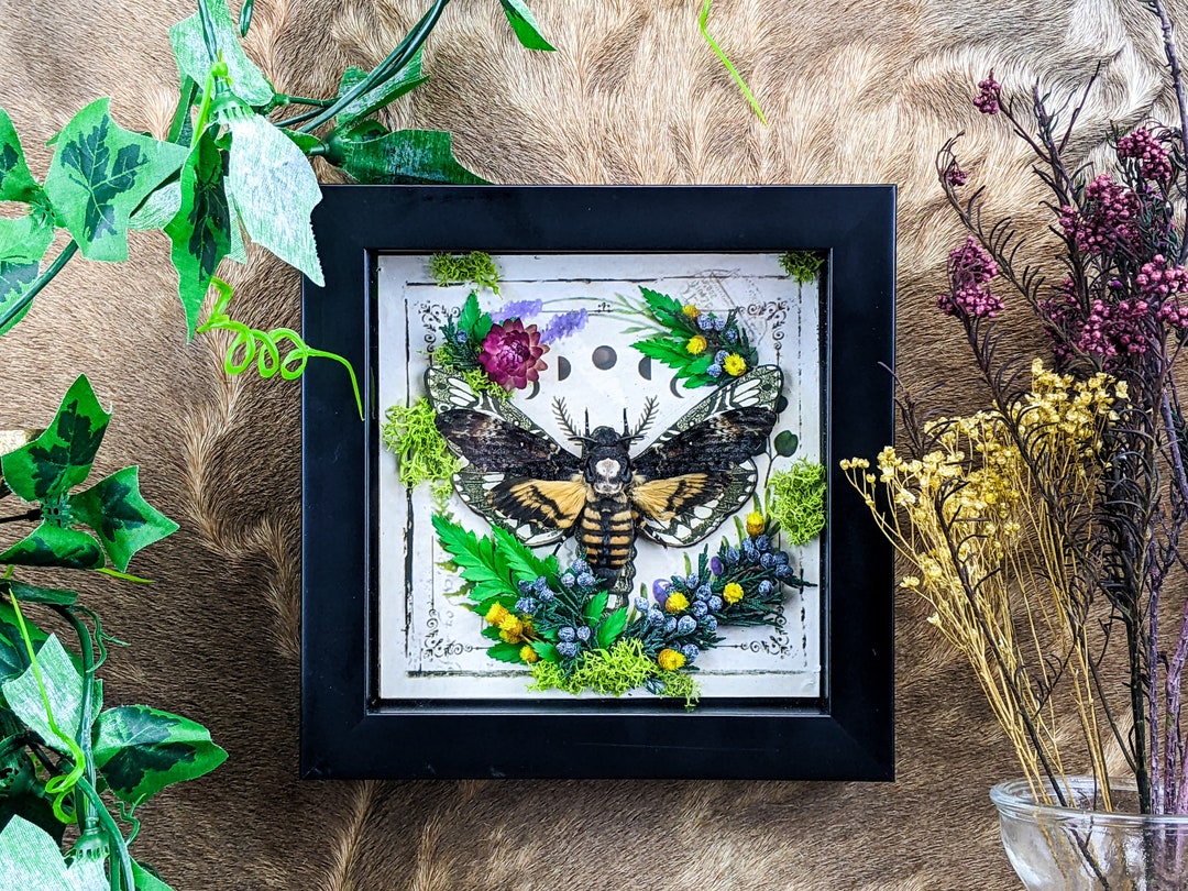 A26 DEATH'S HEAD Hawk Moth Butterfly Taxidermy Entomology Oddities ...