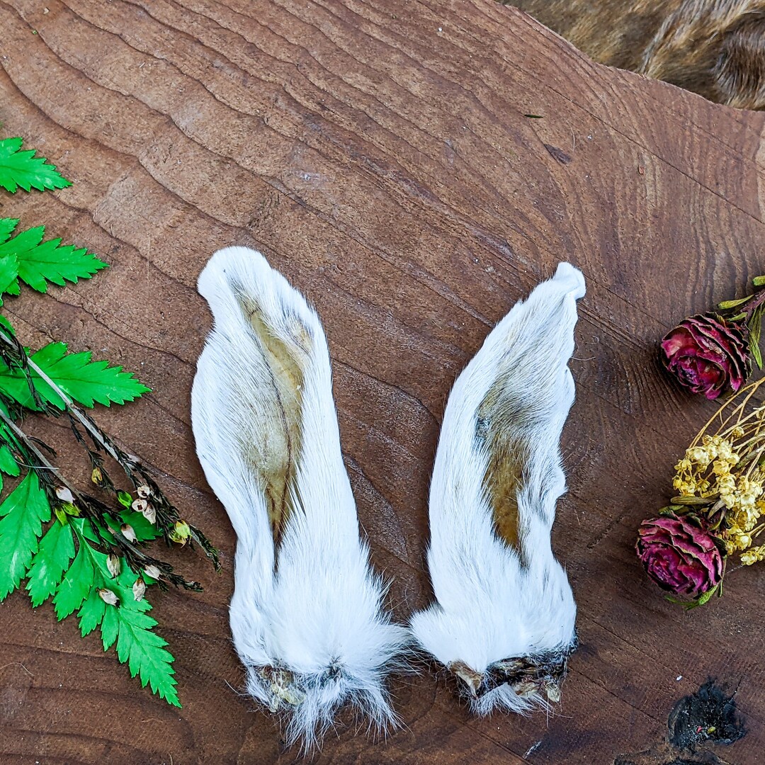 RE10 Pair Bunny Rabbit Ears 3 1/2-3 3/4 Specimen Taxidermy Oddities ...