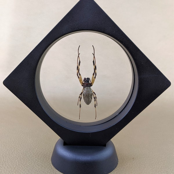 Spider Entomology Display - Etsy