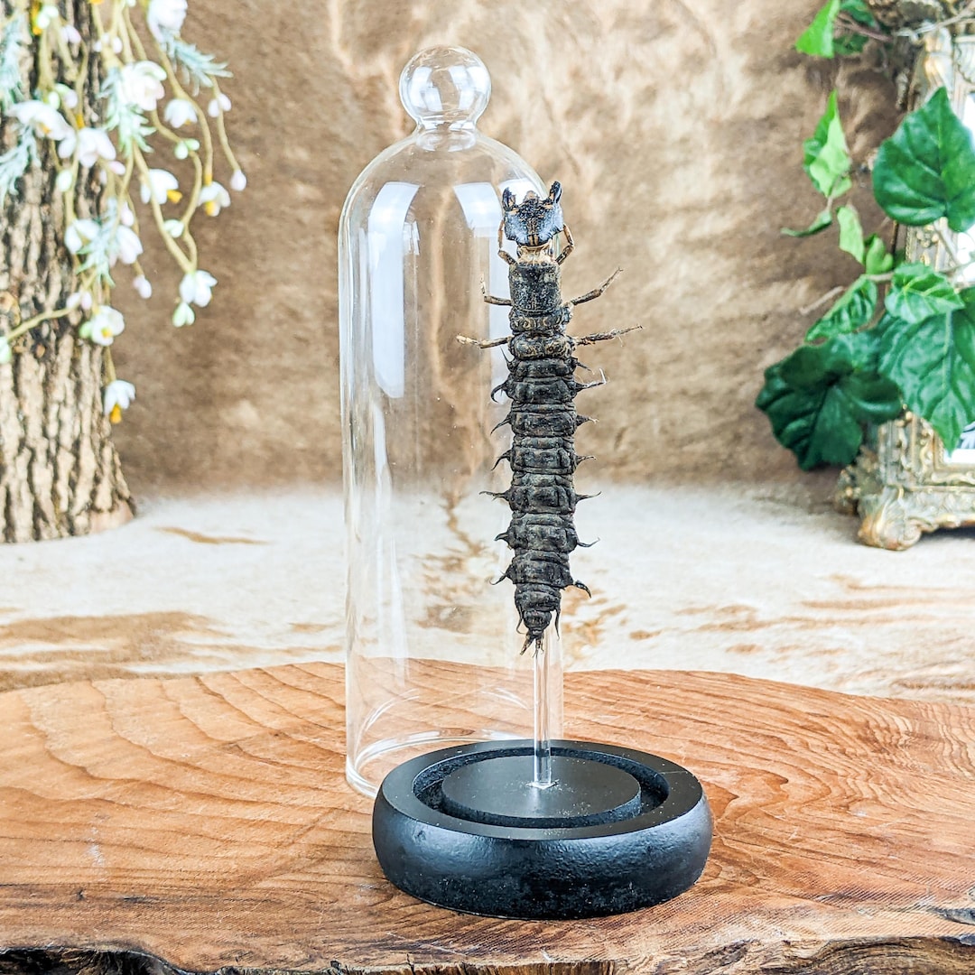 Dobsonfly Centipede Mimic Larva Acanthacorydalis Fruhstorferi Insect ...