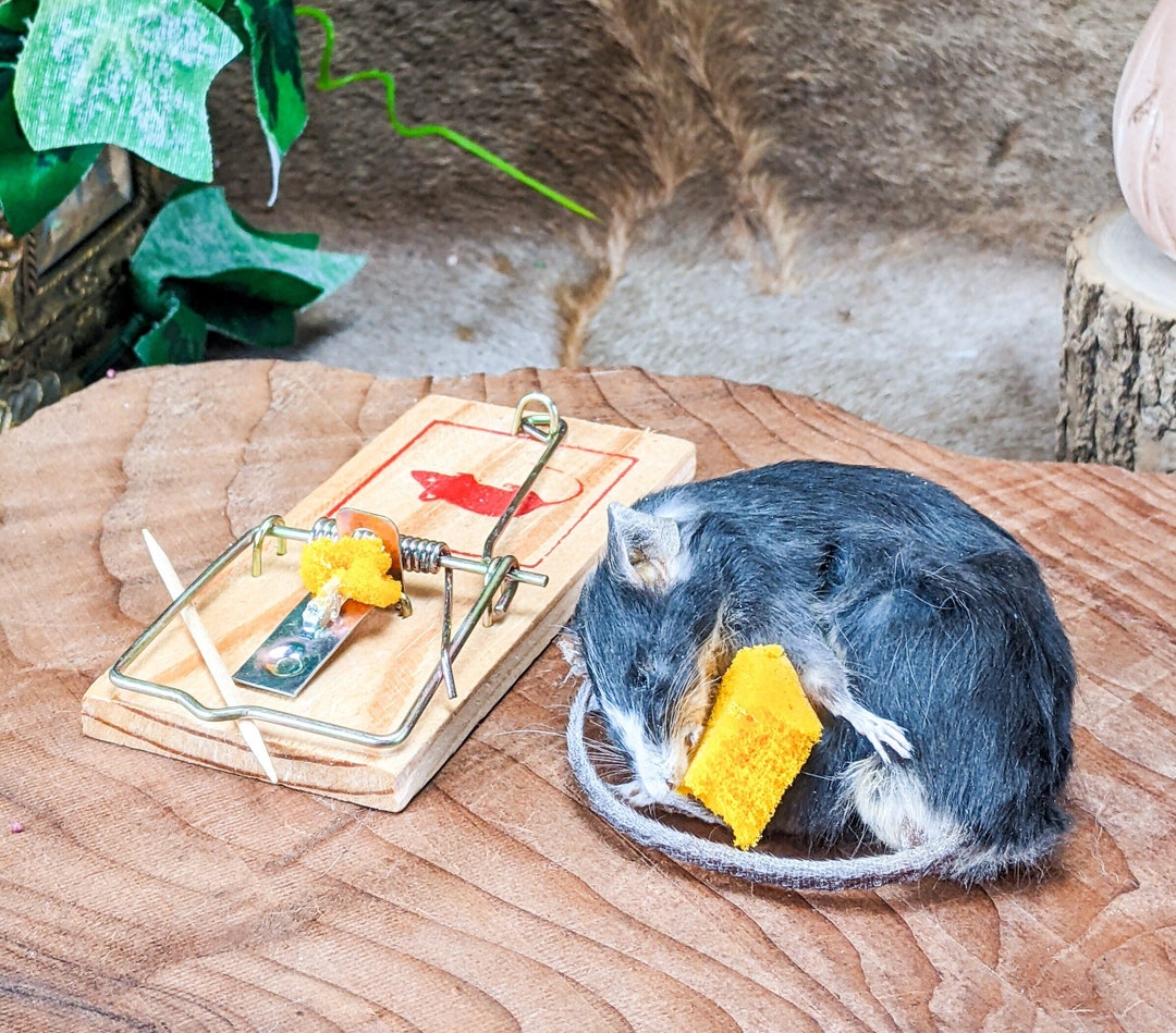 Mouse Escape Trap Display Collectible Funny Taxidermy Oddities ...