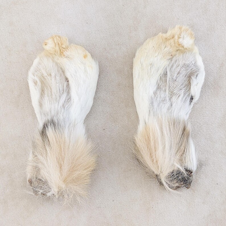 Bunny Rabbit Ears Specimen Taxidermy 5" Taxidermy Oddities Curiosities ...
