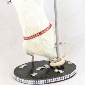 V36i Stripper Rat Pole Burlesque Male Taxidermy Oddities Curiosities ...