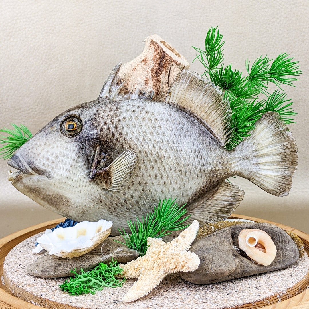 SALE Br56 Titan Triggerfish Fish Saltwater Taxidermy Glass Dome Display ...