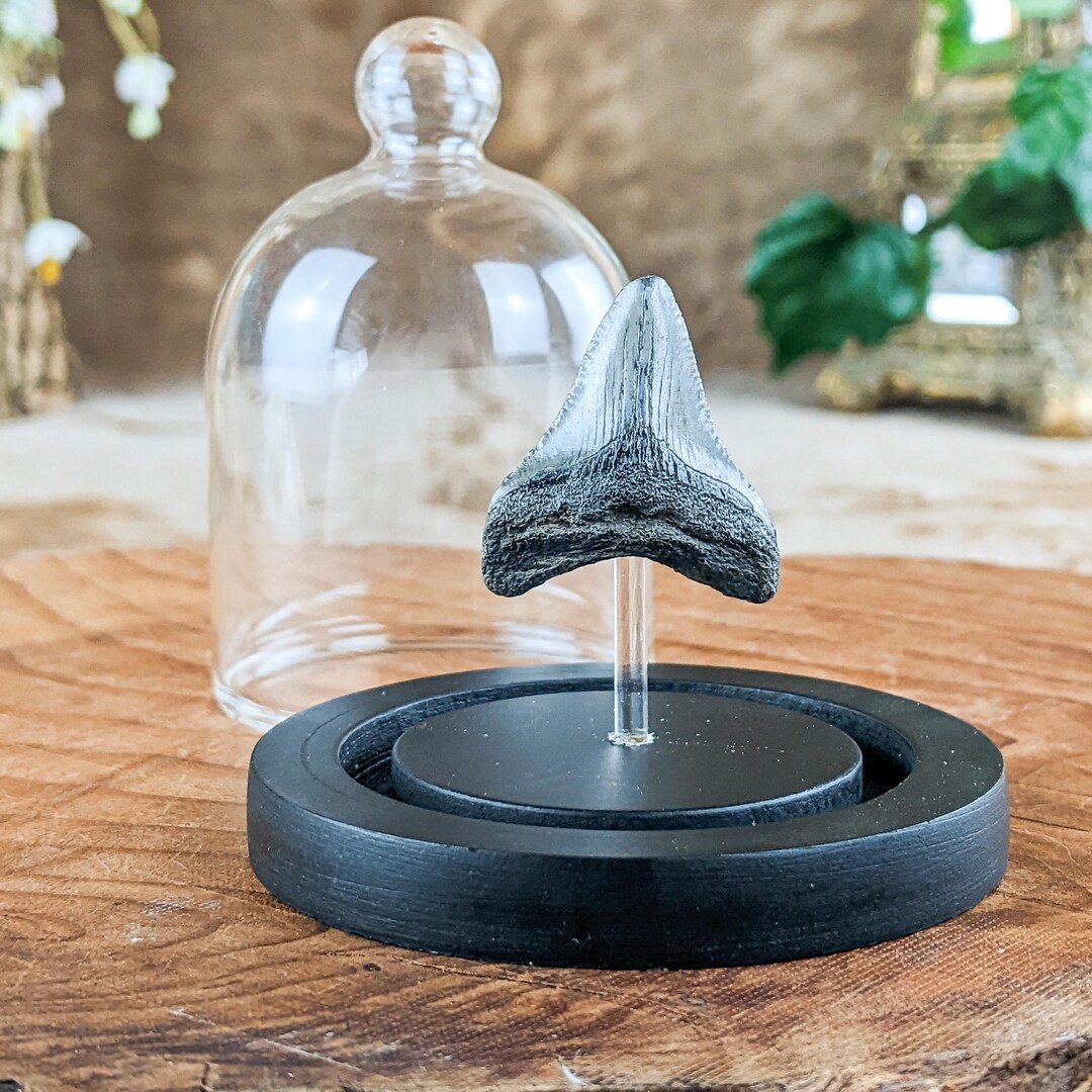 Shark Tooth Glass Dome Display Curiosities Oddities Ocean Collectible ...