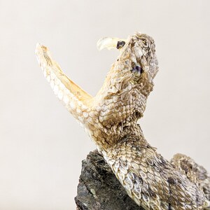 Z23d BABY Rattlesnake Glass Dome Display Snake Taxidermy Oddities ...