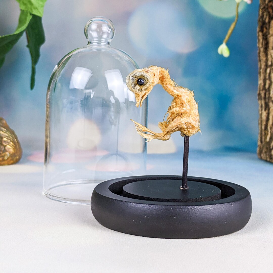 Fetal Chick Chicken Glass Dome Display Preserved Taxidermy Oddities ...
