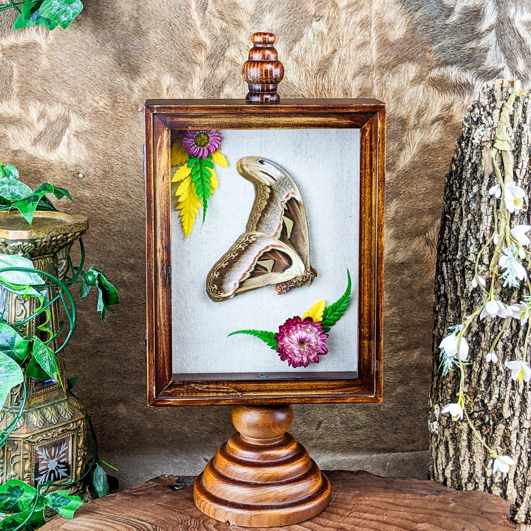 Saturn Atlas Moth Frame Specimen Entomology Silk Moth Oddity Display ...