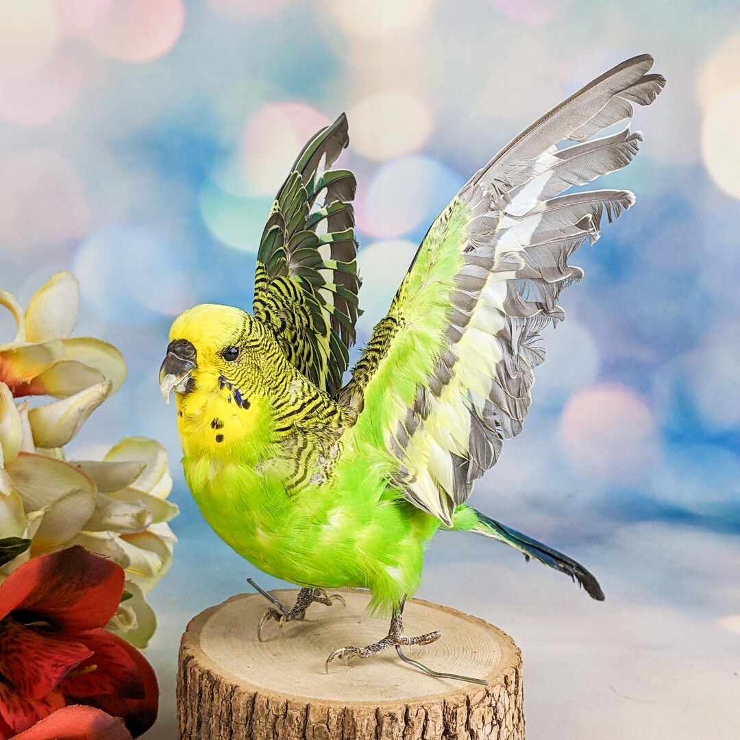 Parakeet Bird Specimen Taxidermy Craft Oddity Curiosity Mount Specimen ...