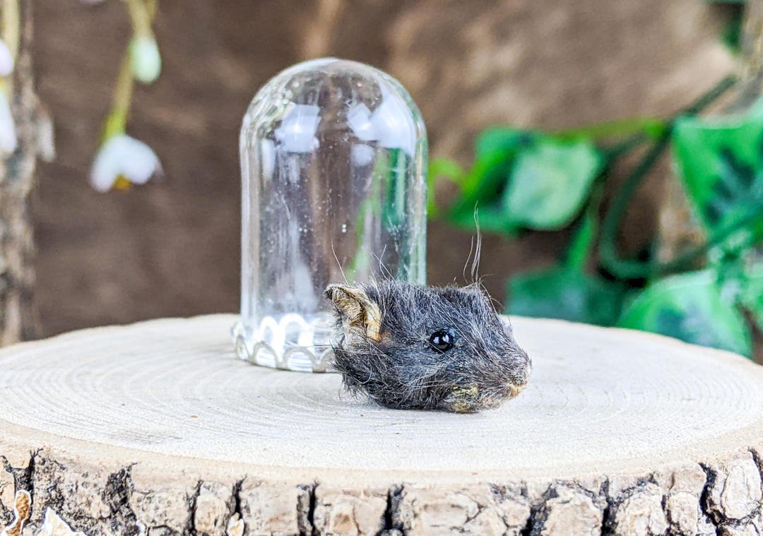 Real Mouse Head Dome Taxidermy Oddities Curiosities Halloween Decor ...