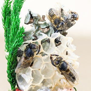 W194e Honey Bee Bees Comb Glass Dome Display Entomology Taxidermy ...