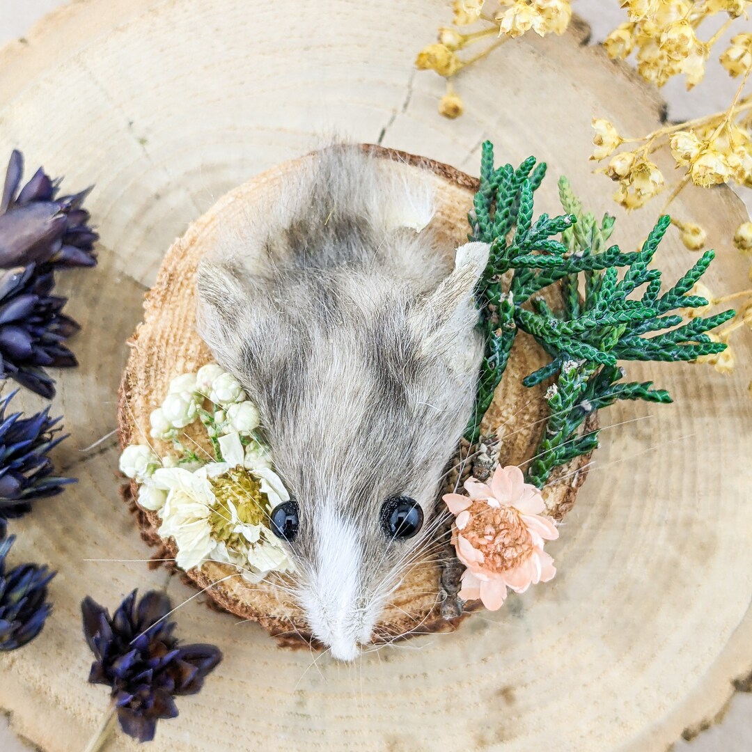 E2a Mouse Head Mount Fridge Magnet Taxidermy Real Display - Etsy