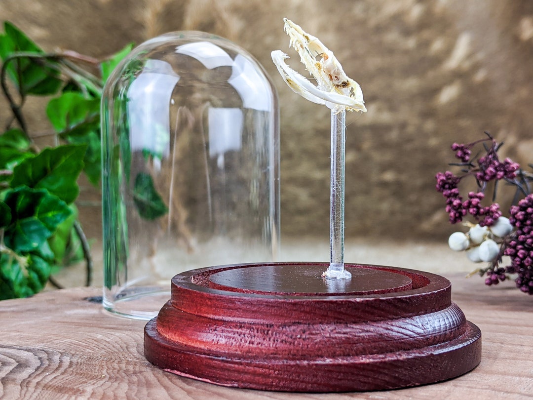 Vine Whip Snake Skull Glass Dome Display Taxidermy Oddities Curiosities ...