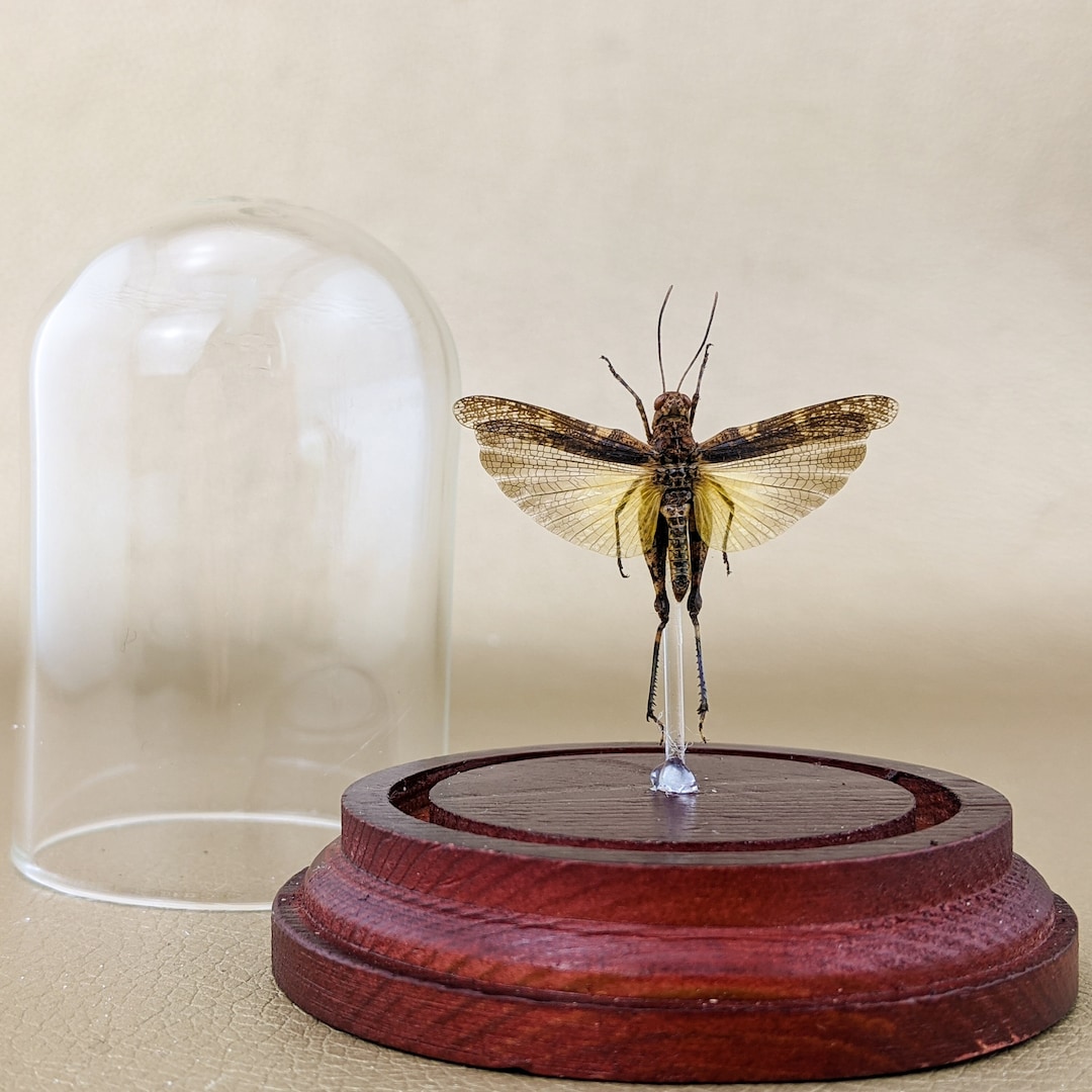 Grasshopper Locust Taxidermy Golden Wing Shimmering Oddities ...