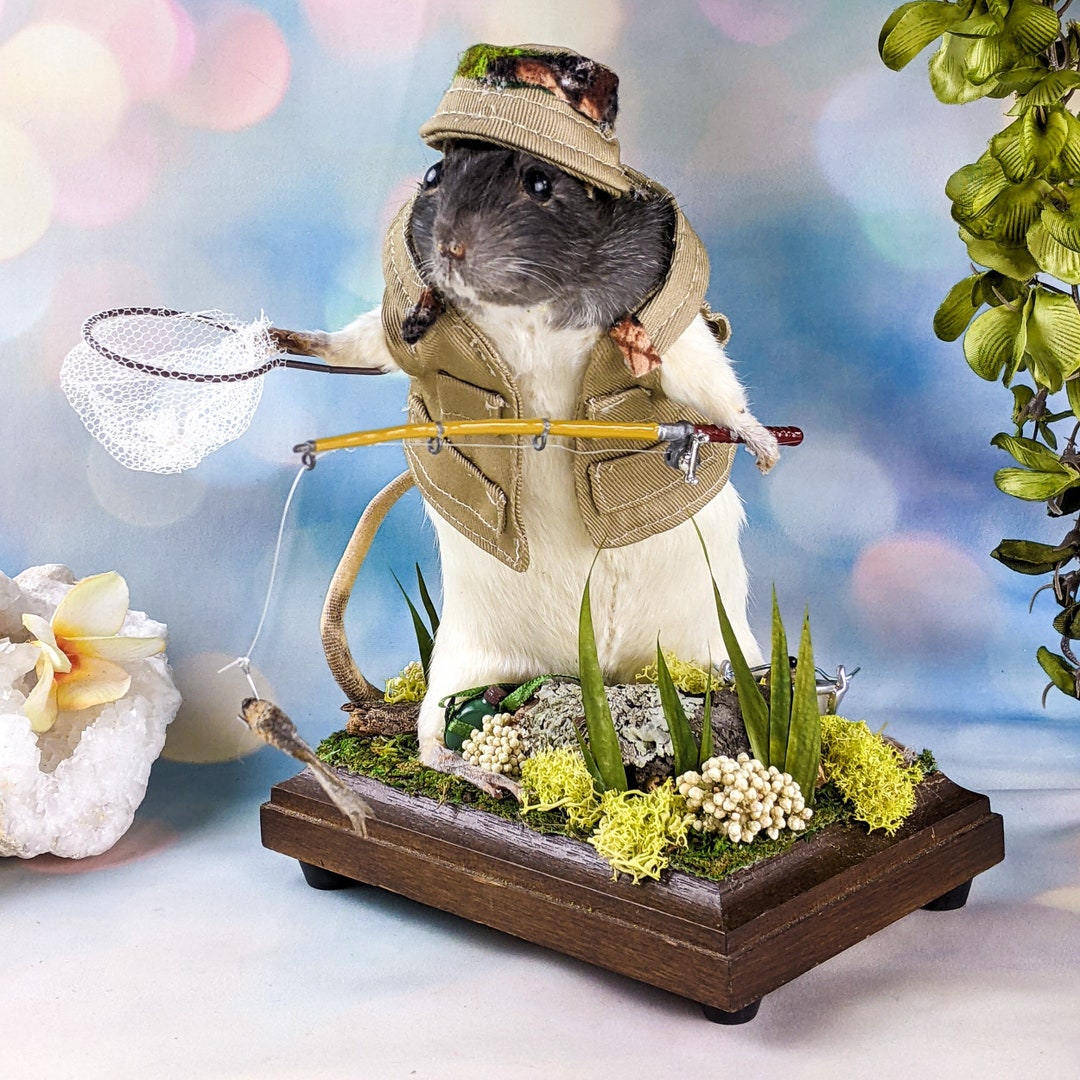 W203 Fishing Rat Taxidermy Specimen Fish Dome Display Oddities - Etsy
