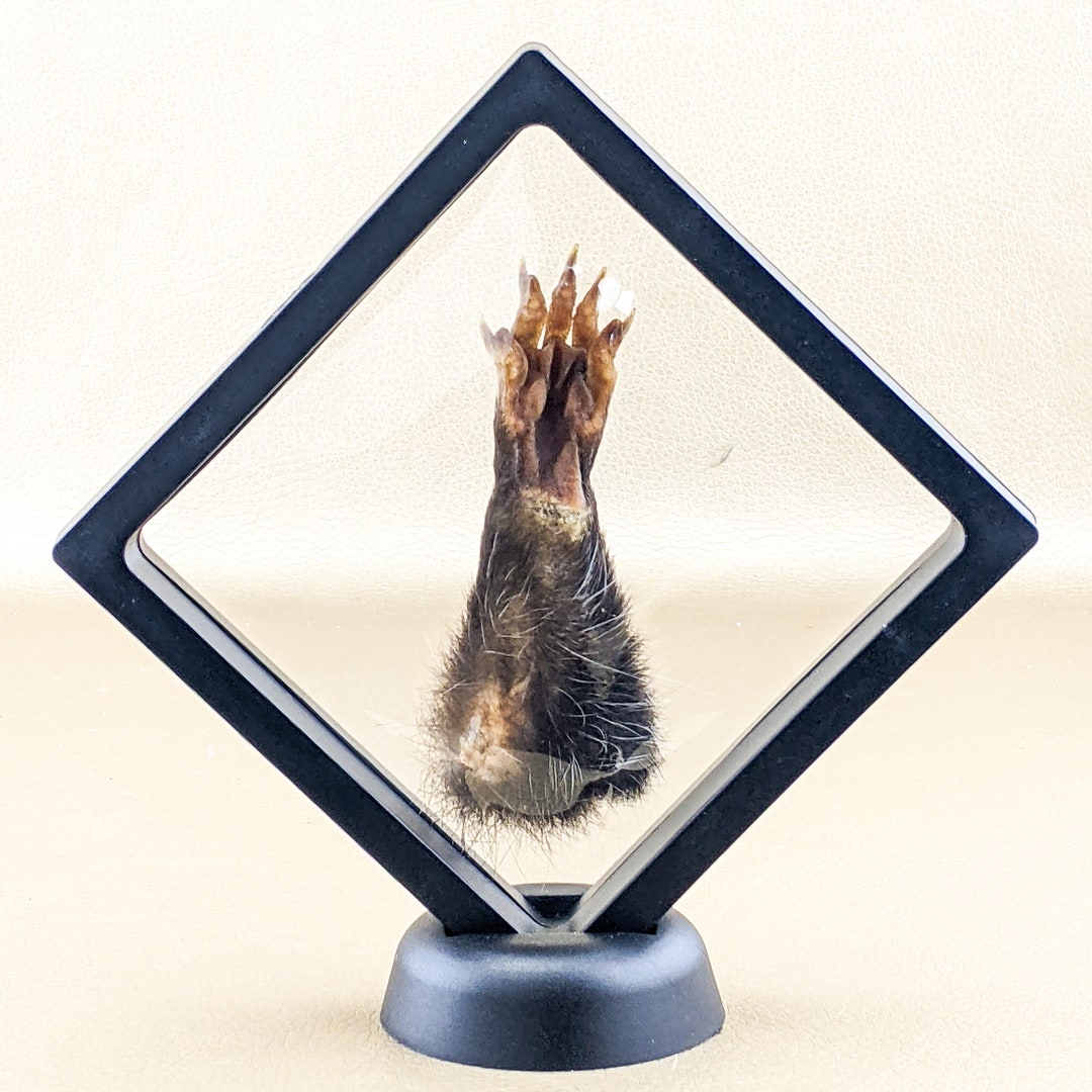 G81b Possum Foot hi Y'all Waving Taxidermy - Etsy