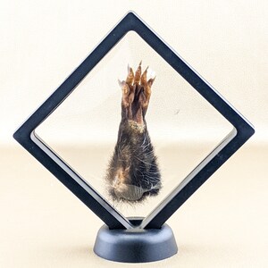 G81b Possum Foot hi Y'all Waving Taxidermy - Etsy