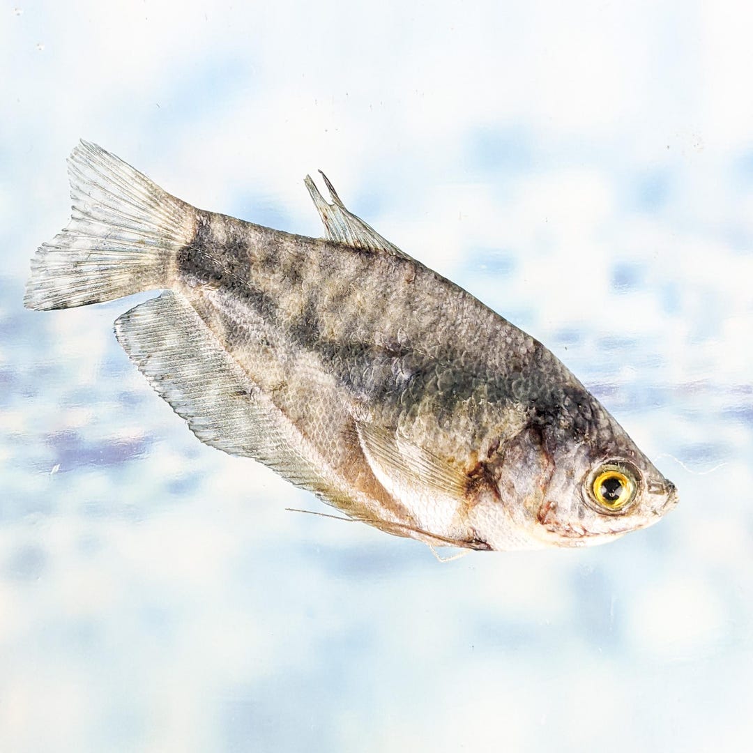 Striped Archer Fish Specimen Taxidermy Oddities Curiosities Collectible ...
