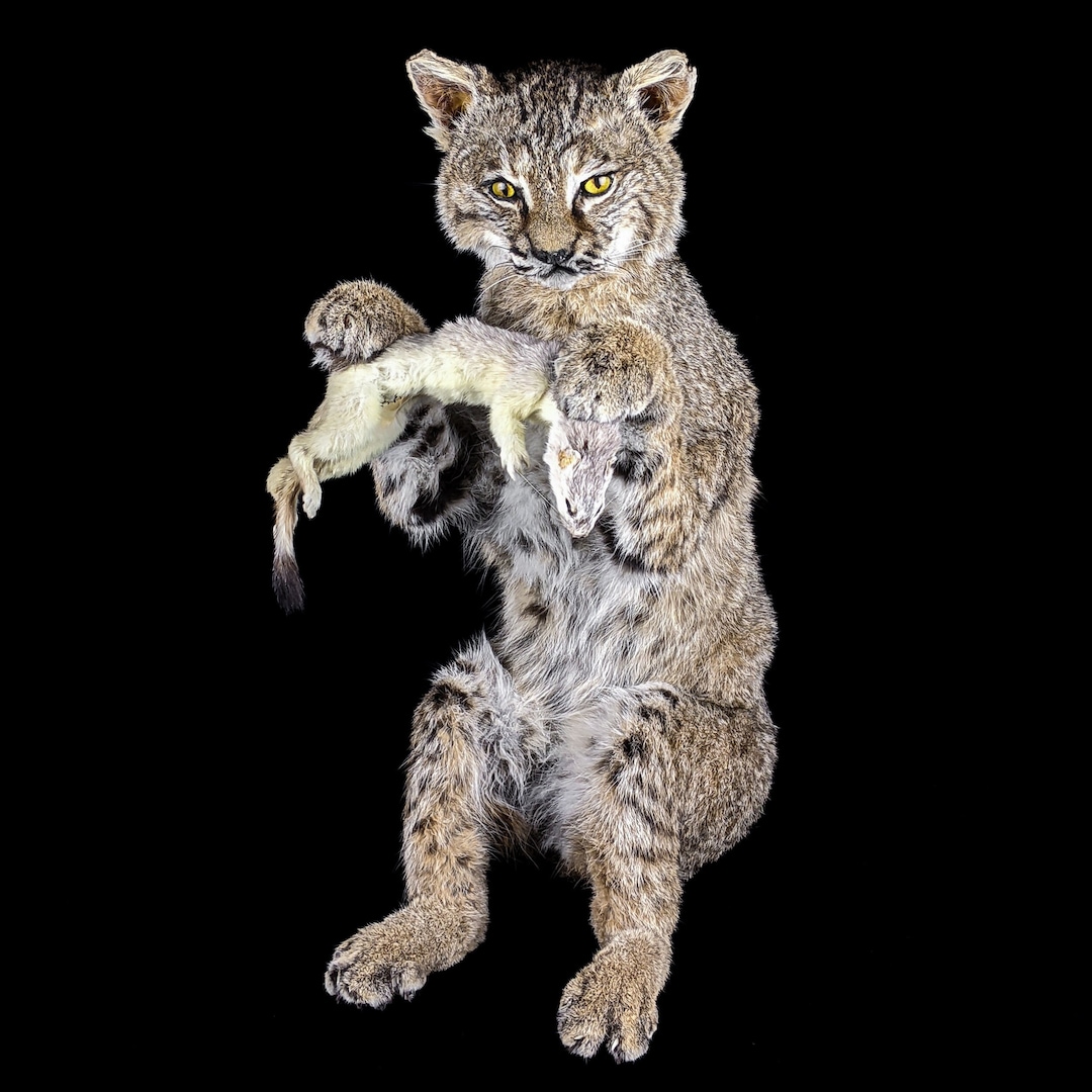 Bobcat With Ermine Predator Prey Standing Taxidermy Oddities ...