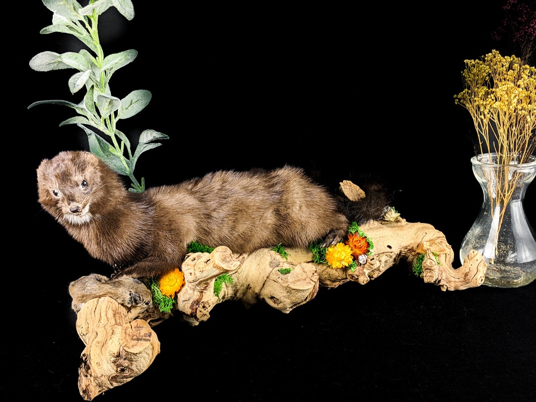 Br04 Natural Mink & Mice Display Collectible Oddities Curiosities ...