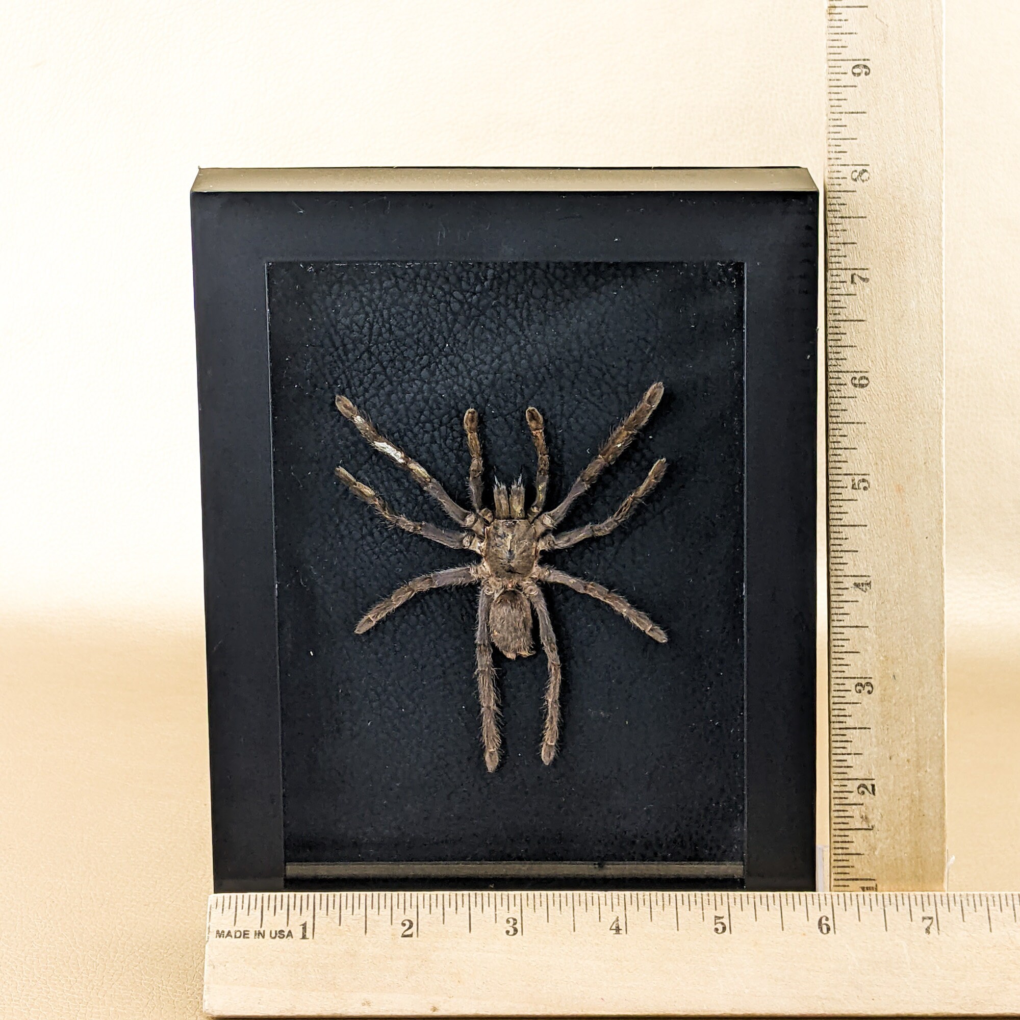 Tarantula Spider Arachnid Collectible Shadowbox Entomology Taxidermy ...