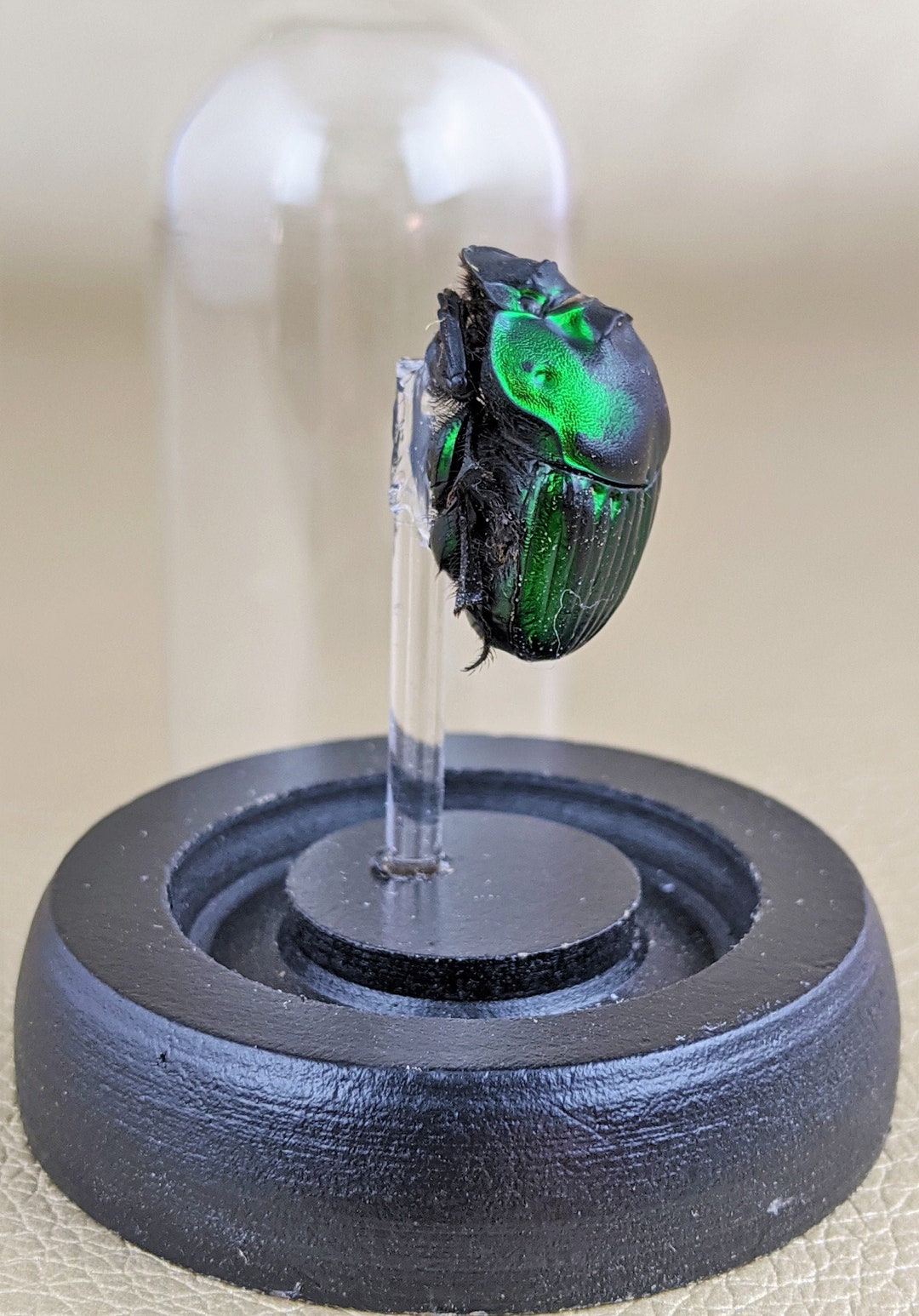 Green FEMALE Phanaeus Demon Beetle Curiosities Oddities Entomology ...